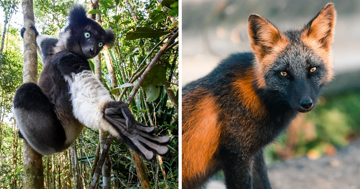 Top 20 Most Awesome Animal Images From Every Corner Of The Animal ...