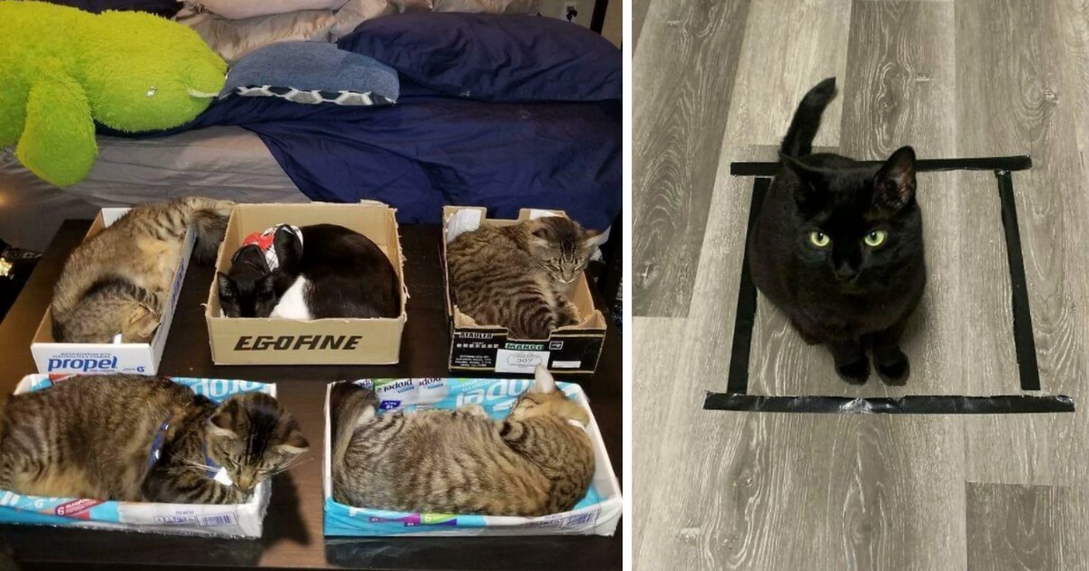How To Trap A Cat: 25 Four-Sided Pictures Of Purrfectly Captured ...