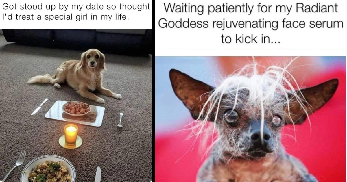 I Can Has Cheezburger? - dog memes - Funny Animals Online - Cheezburger