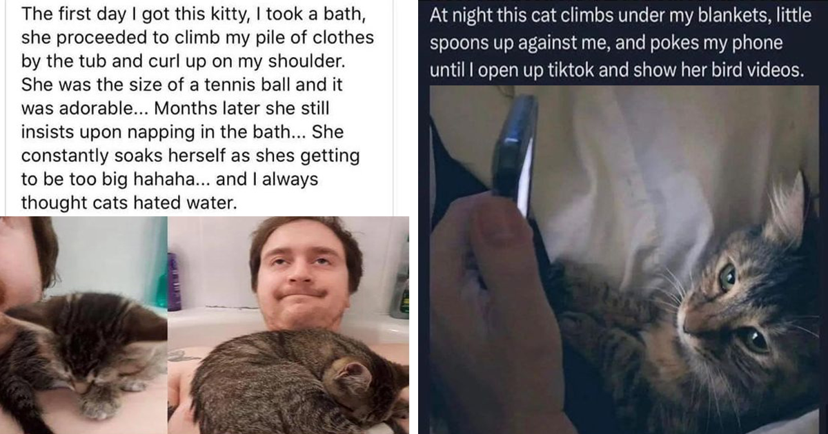 A Bouquet Of Uplifting And Wholesome Cat Memes To Start This Sunday ...