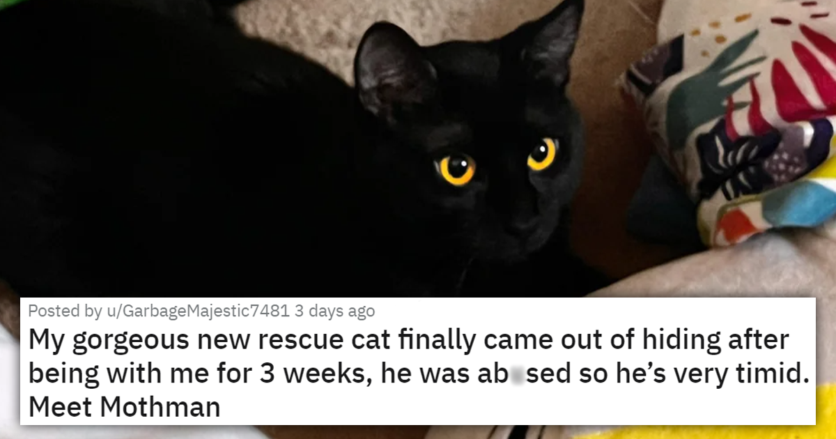 Cat Medley: The Cutest, Funniest And Most Catalicious Posts Of The Week ...