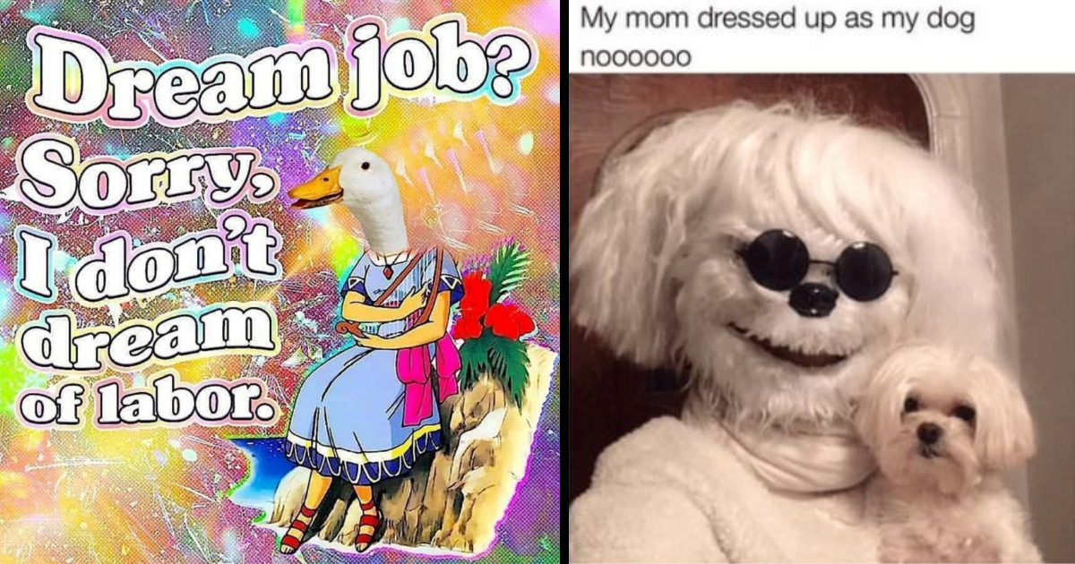 29 Absurd Animal Memes That 100% Pass The Vibe Check This Week (July 26, 2023) - Animal Comedy ...