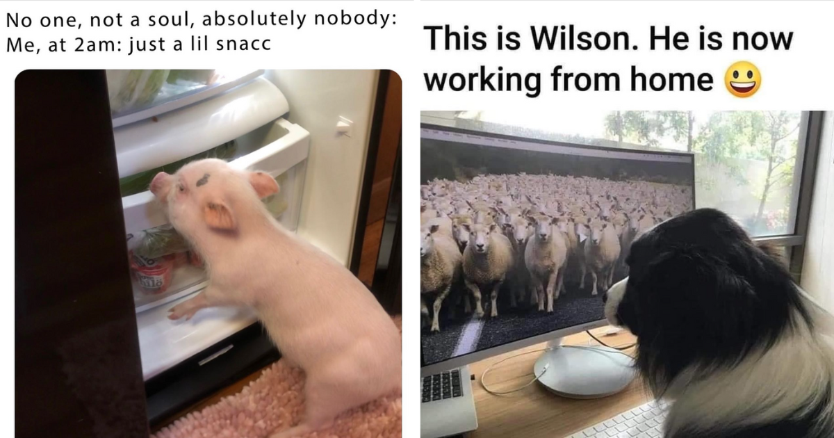 Barn Chronicles - 16 Of Old MacDonald's Farm Animals Providing Us With ...