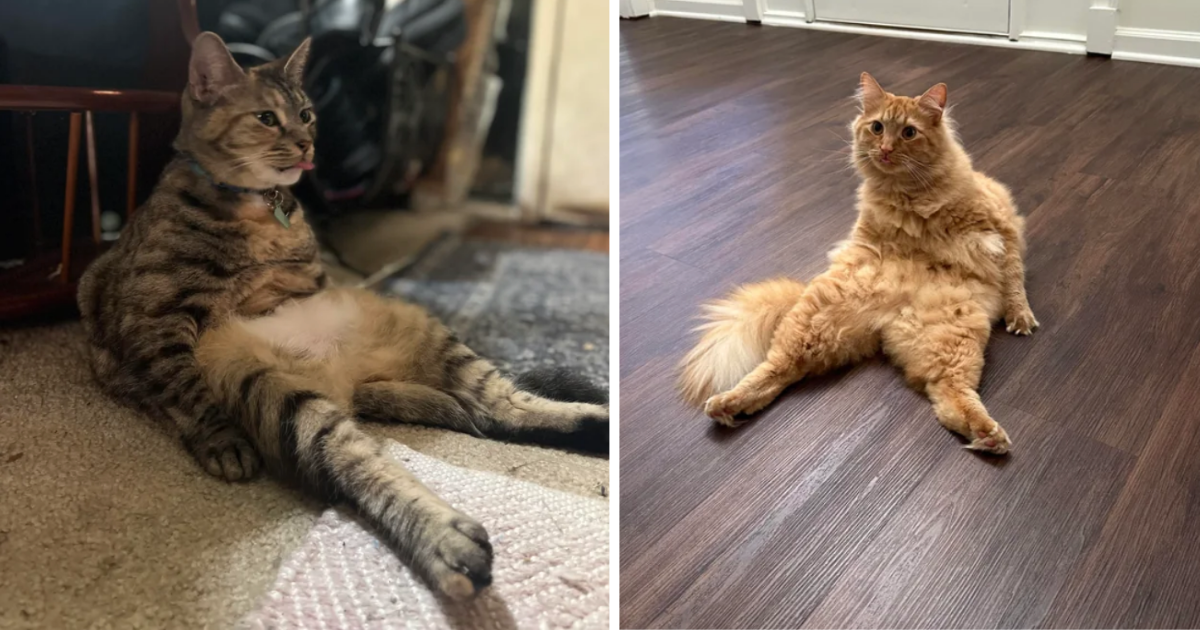 Sittin' Pretty: 24 Super Silly Kitties Sitting Like Humans And Serving ...