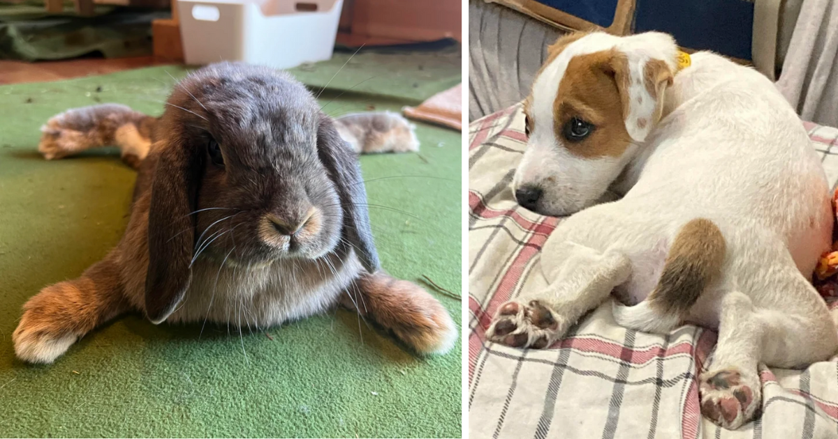 We Sploot This City: 25 Whimsical And Wholesome Sploots From Around The ...