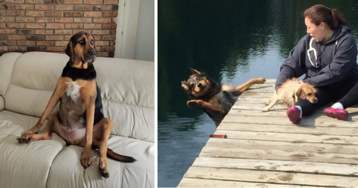 Malfunctioning Mutts: 23 Hilarious Hounds That Glitched In A Way That ...