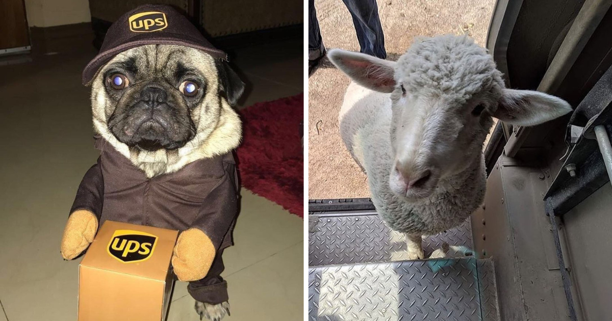 Your Delivery Of Pawdorable Animals Has Arrived - 18 Wholesome ...