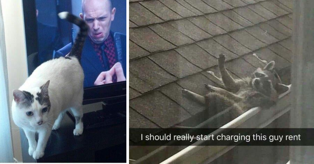 35+ Hilarious Animal Memes To Help You Giggle Your Way Into A New Work ...