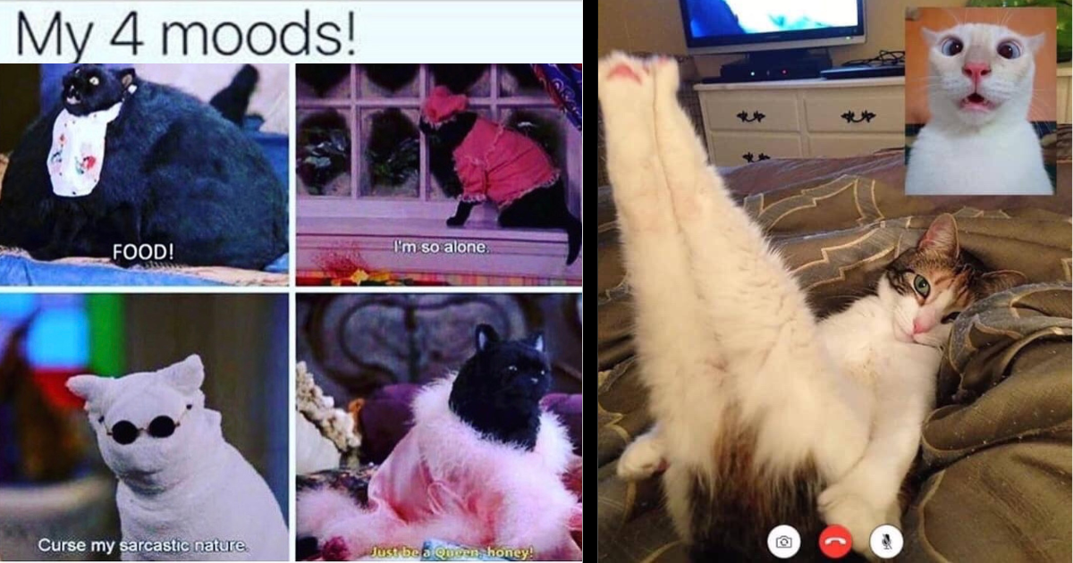35+ Funniest Cat Memes To Help You Laugh Through The Pain Of Finishing ...