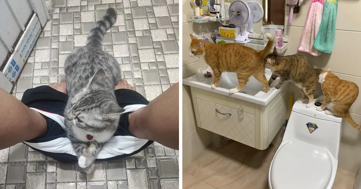 20 Photos Of Cats Just Being Cats: Weird, Funny, Ridiculous And Totally ...