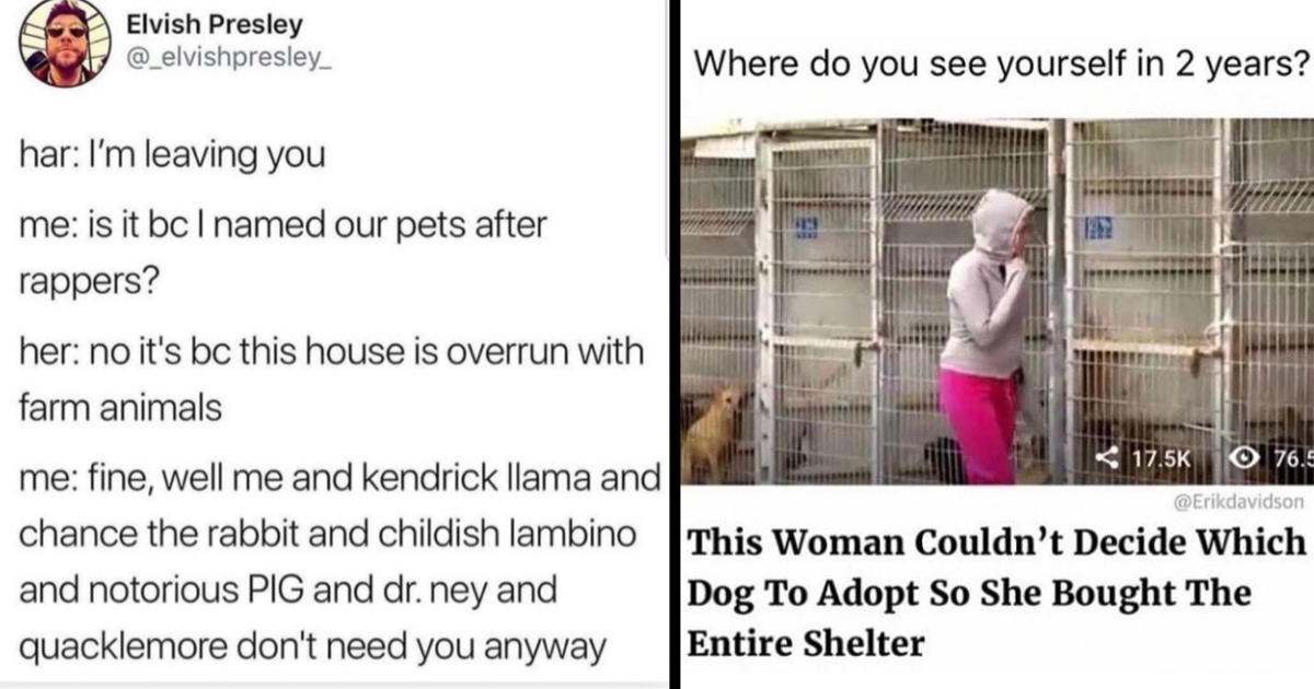 Magical Monday Memery: 40+ Funniest Animal Memes Meant For Making ...