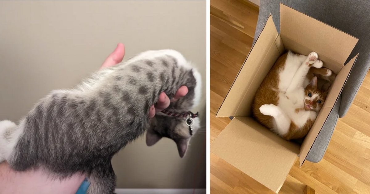 Udon, Soba, And Cat Noodles: 24 Funny Flexible Felines With Noodle-y ...