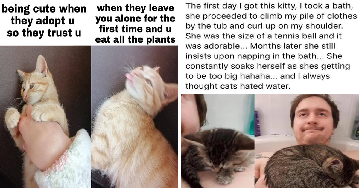 End The Weekend On A Pawsitive Note With Wholesome And Uplifting Cat ...