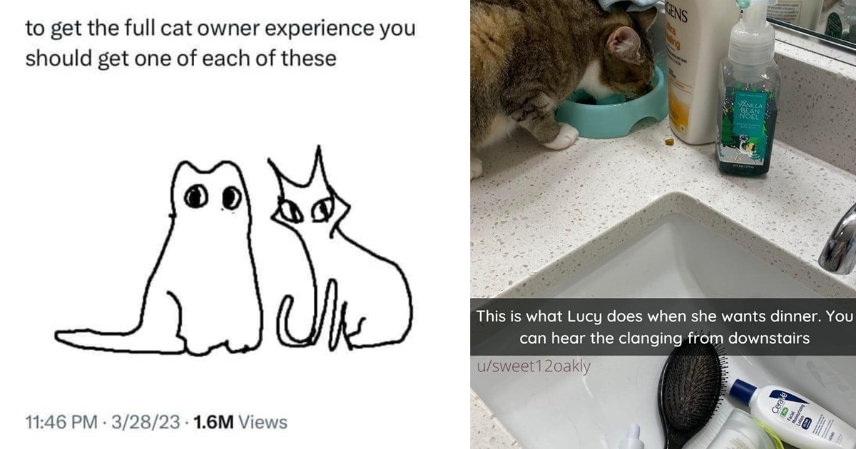 Caturday Madness: Starting This Purrfect Day With The Funniest Cat ...