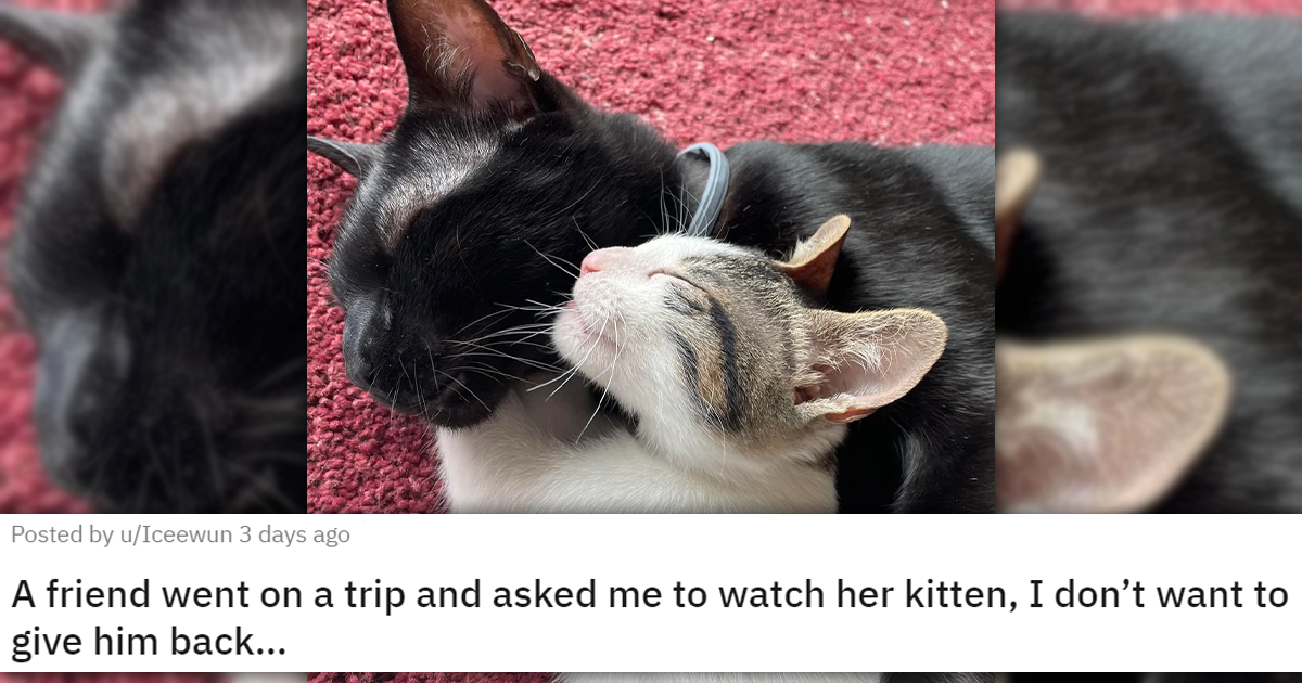 Cat Medley: The Cutest, Funniest And Most Catalicious Posts Of The Week ...