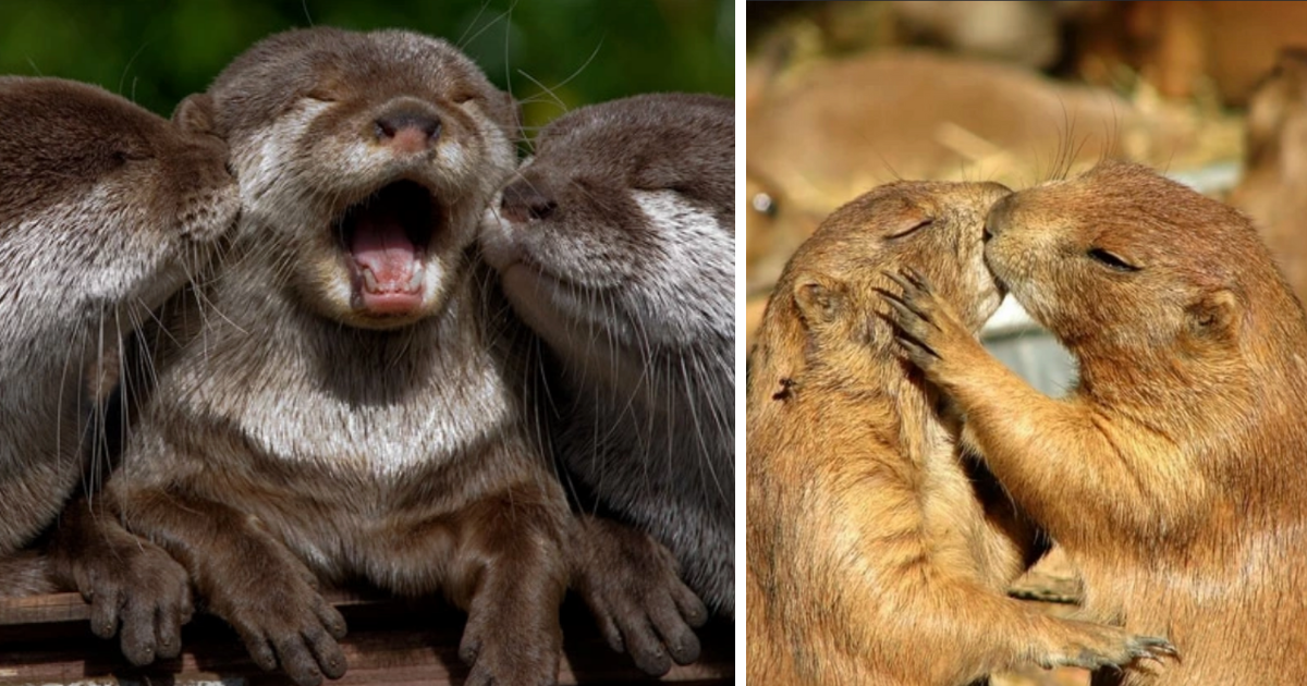 Summer Lovin': 27 Heartwarming And Sweet Smooches From Awwdorable ...