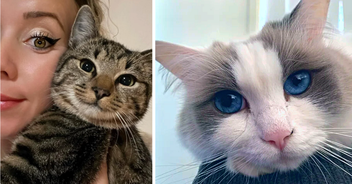 24 Flawless Felines That Are Majestic Meowsters Of Makeup And Have ...