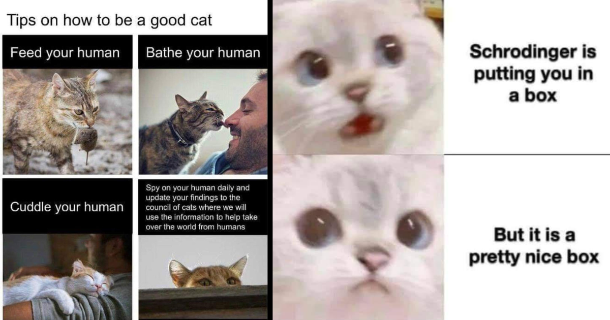 Meow-mentous Memes: A Colossal Chonk Of Feline Funnies In The Form Of ...