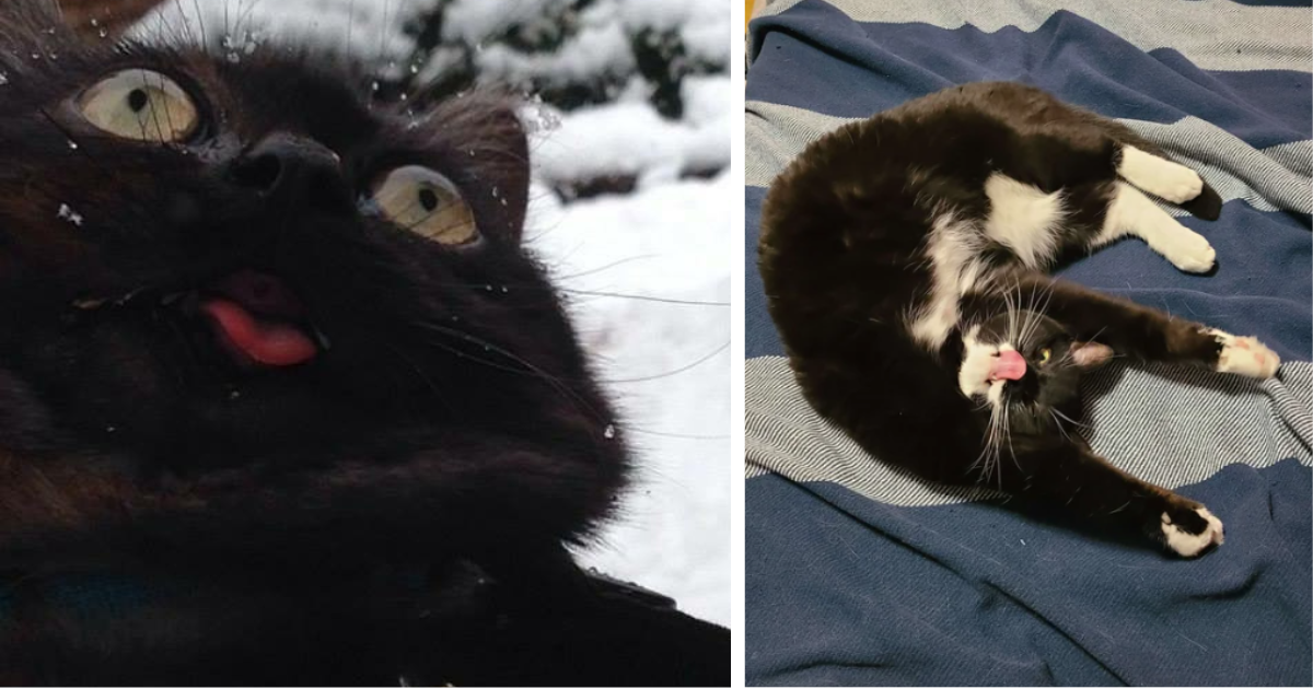 A Meowtastic Medley Of 23 Delightfully Derpy Kitty Cats Being Super ...