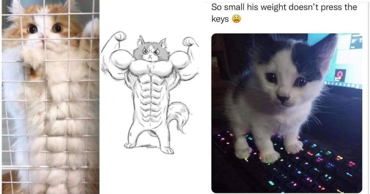 31 Cat Memes Only Cat Owners Will Understand - I Can Has Cheezburger?