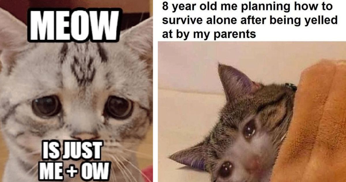 30 Memes Proving That Cats Actually Know How to Embrace Their Emotions ...