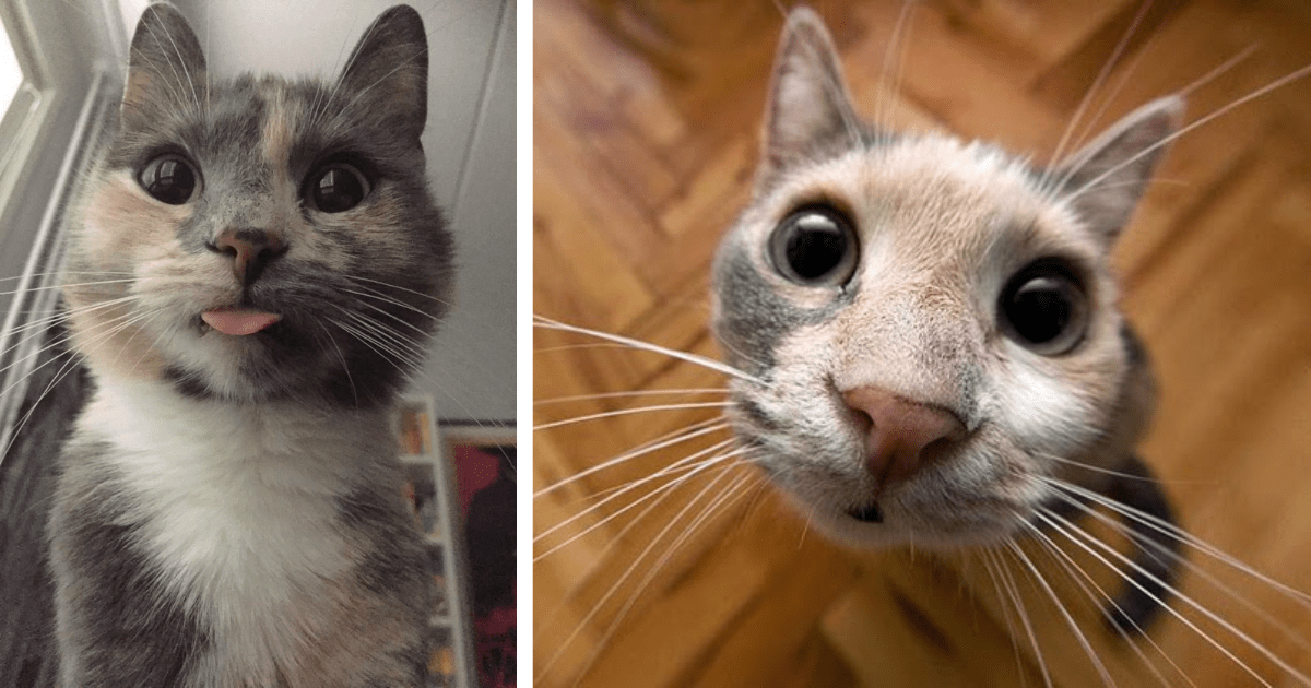 25 Cat Pictures That Get Up Close And Purrr-senal - I Can Has Cheezburger? 25 Cat Pictures That Get Up Close And Purrr-senal - I Can Has Cheezburger?