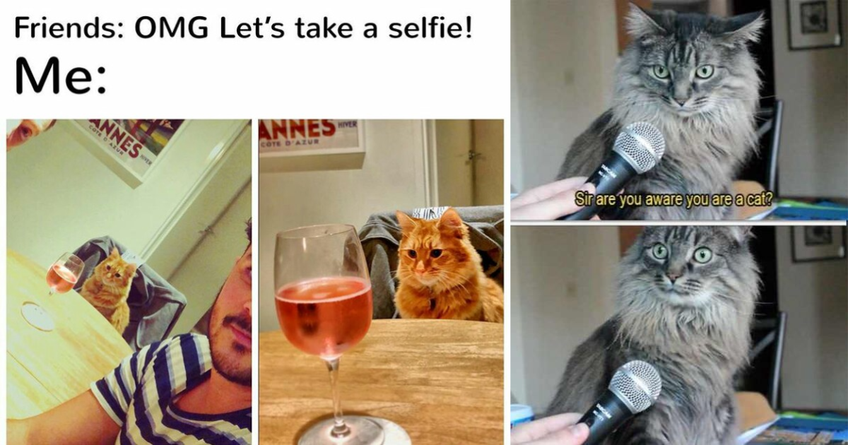25 Cat Memes To Get You All The Way To Caturday - I Can Has Cheezburger?