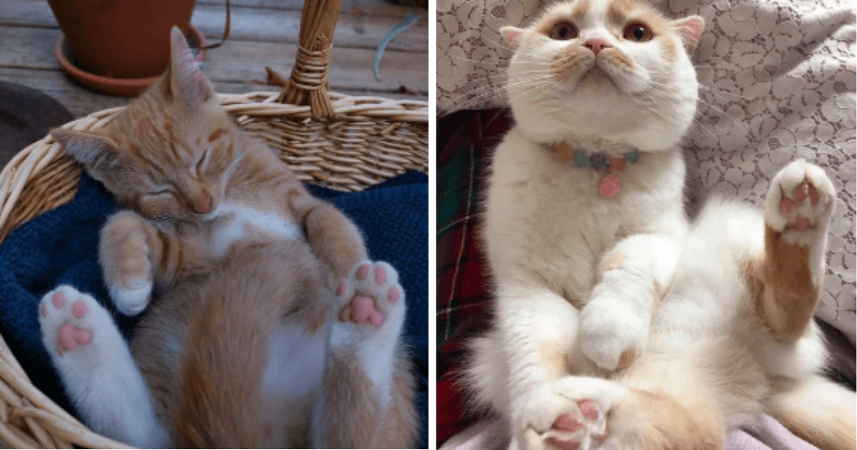 Terrific Toesies: 22 Pawtastically Purrfect Pics Of Cute Kitty Beans ...