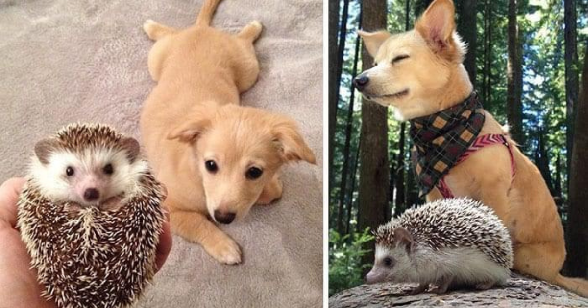 Glorious Glow Ups: 22 Pawesome Before And After Photos Of Best Animal ...