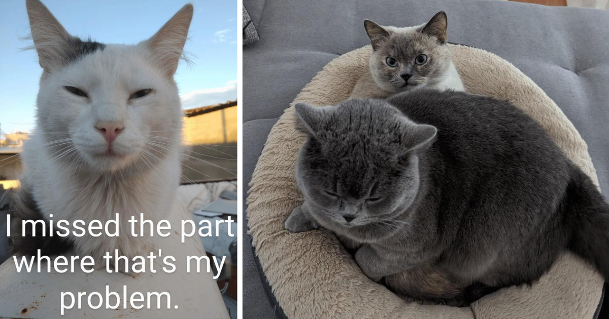 40 Funny Grumpy Cat Memes