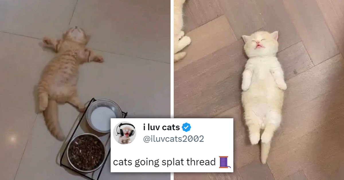 Just Some Adorably Hissterical Pictures Of Cats Going 'Splat': Viral ...