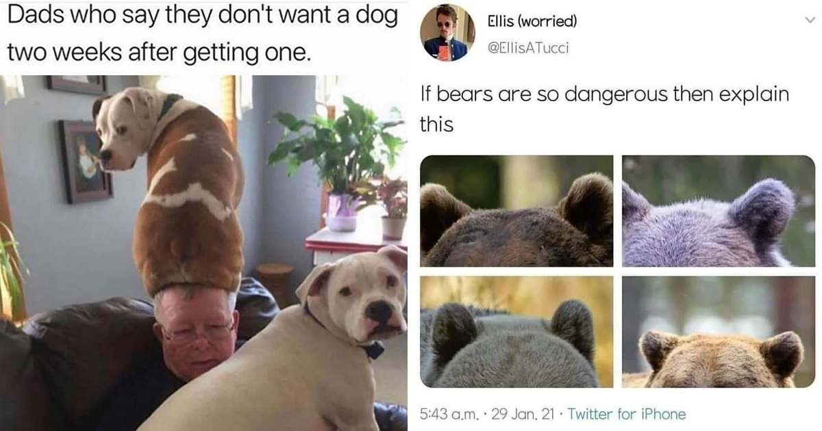 Wake Up And Enjoy A Cup Of Coffee With Fresh Animal Memes (August 9 ...