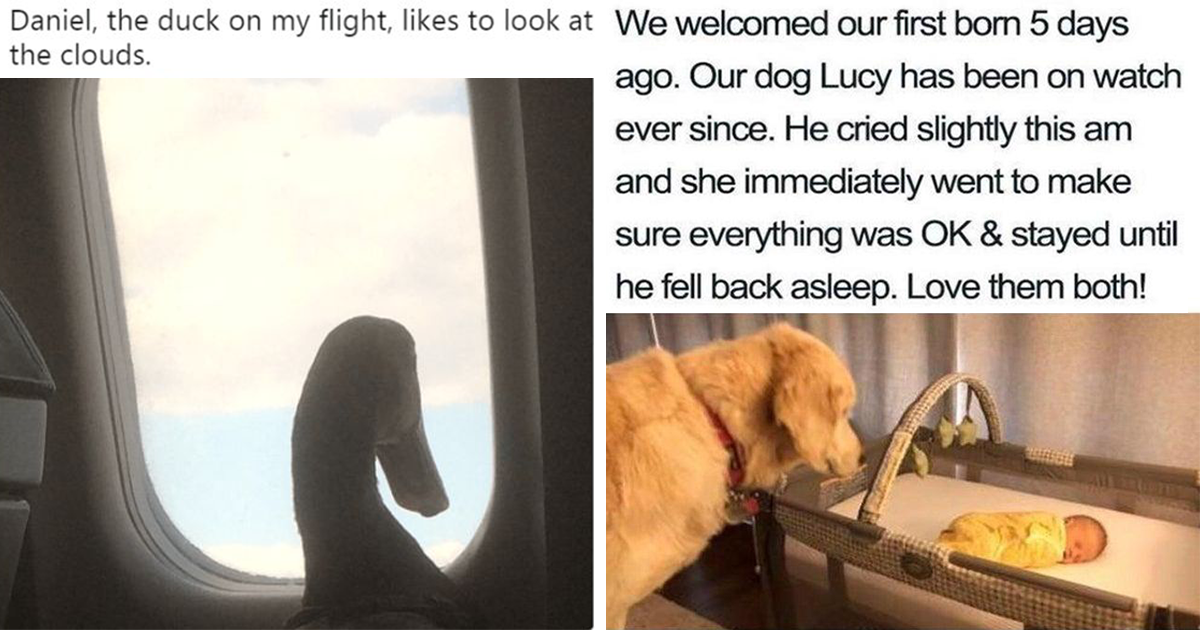 Rise And Shine With Fresh Animal Memes (August 6, 2023) - Animal Comedy ...