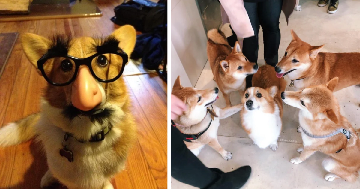 Dog-ception: 27 Super Sneaky Corgis Going Inconspicuously In-corg-nito ...
