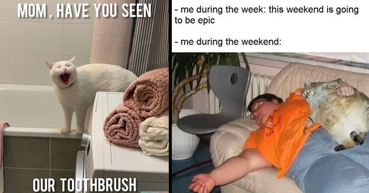 33 Hilarious Current Cat Memes We Are Laughing At Right Meow - I Can ...