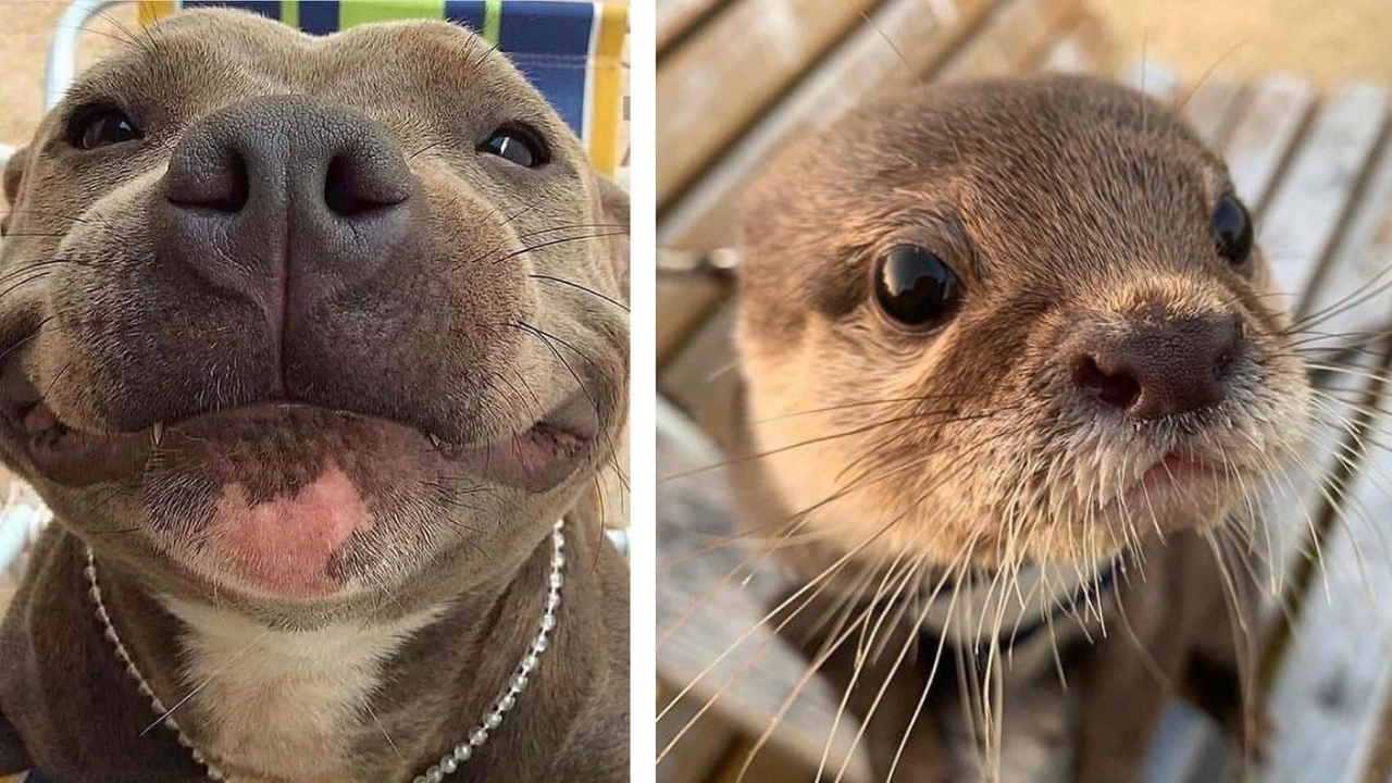 Snoots That Go Boop: Awwdorable Animals Noses That Need To Be Booped ...