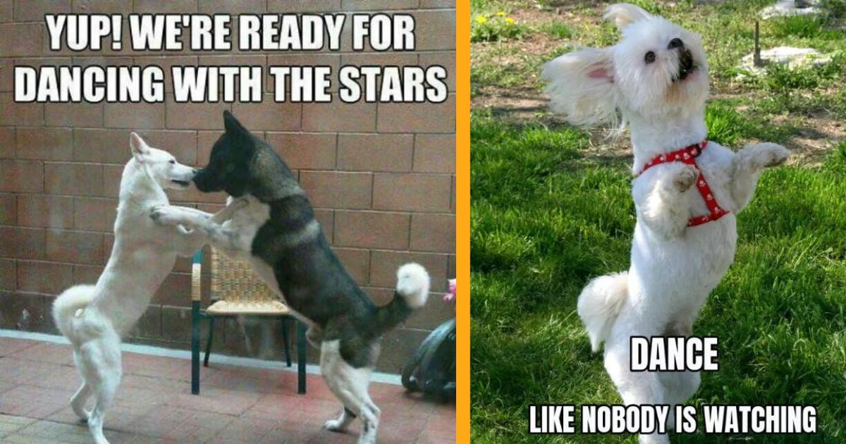 Dancing Doggos: 31 Wholesome Memes of Dogs Who Know How to Dominate the Dance Floor - Animal ...