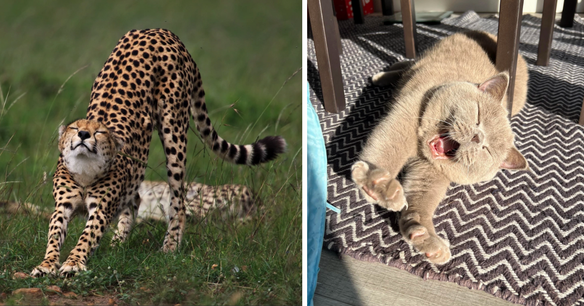 Biiiiiiiiiiiiig Stretch: A Long List Of Elastic Animals Doing The Big ...