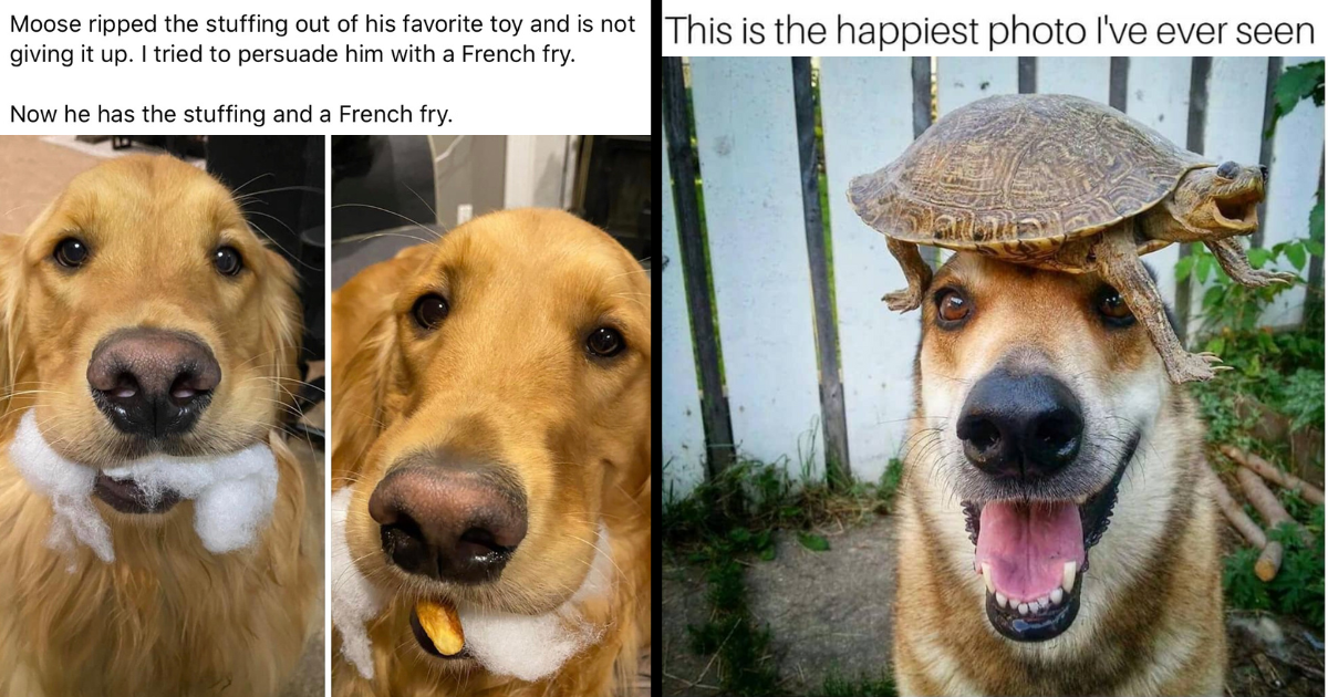35+ Uplifting Animal Pics And Memes To Walk Into The Weekend With A ...