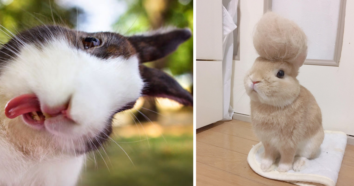 A Marvelous Medley Of 25 Cute And Silly Bunny Pics Bursting With ...