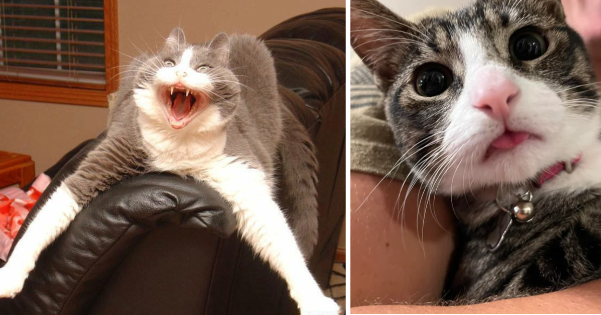 25 Delightfully Derpy Pics Of Hisstericaly Cute Kitties To Put Some Pep ...