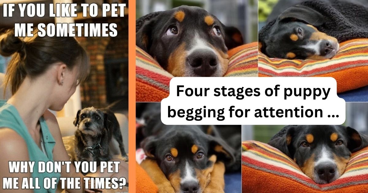 31 Heartwarming Memes of Doggos Desperate For Love, Cuddles, and ...