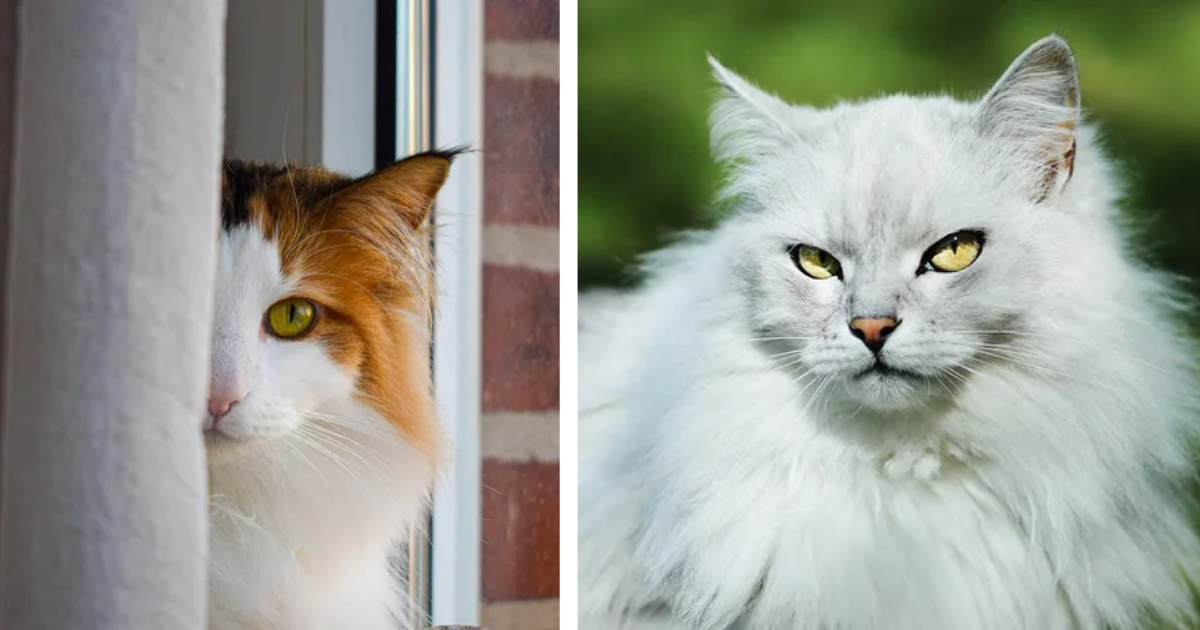 Welcome To The Cat-walk: 23 Pictures Of Supermodel Cats That Are ...