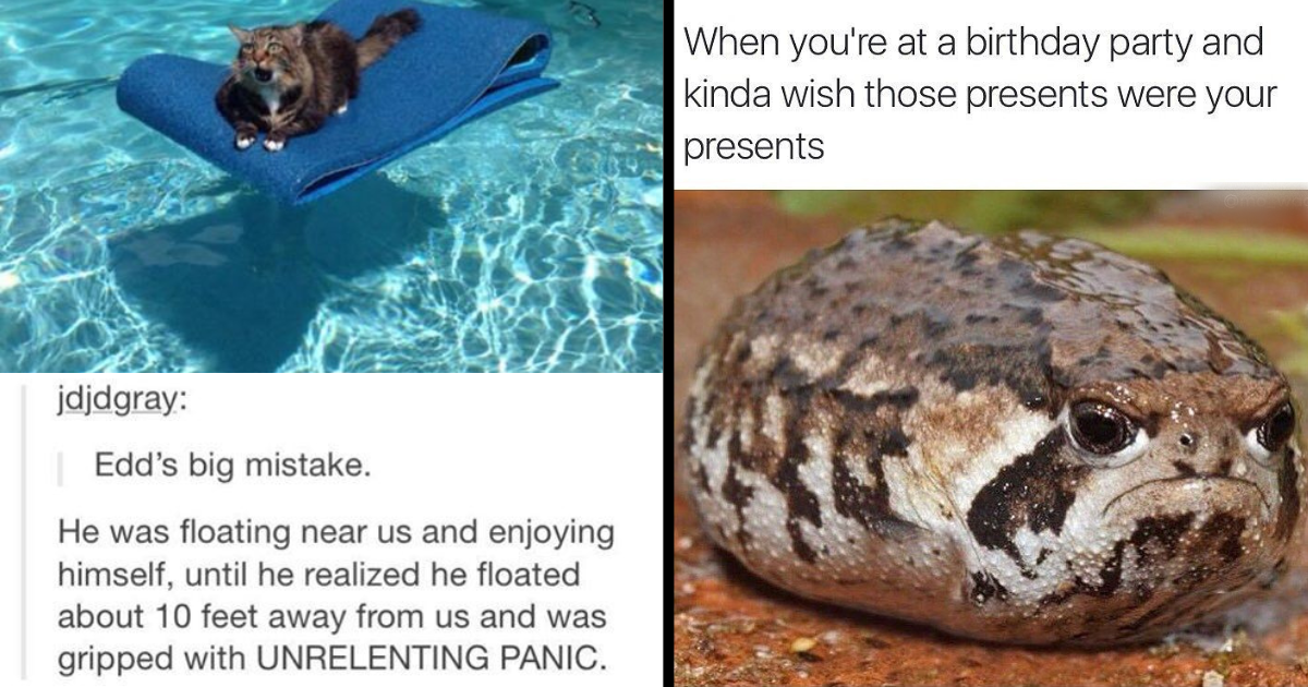35+ Funniest Animal Memes To Help You Giggle Your Way Into A New Work ...
