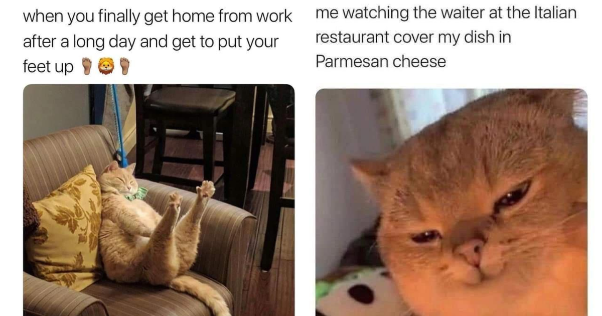 A Tasty Treat Of 21 Cat Memes To Keep Your Caturday Going - I Can Has ...