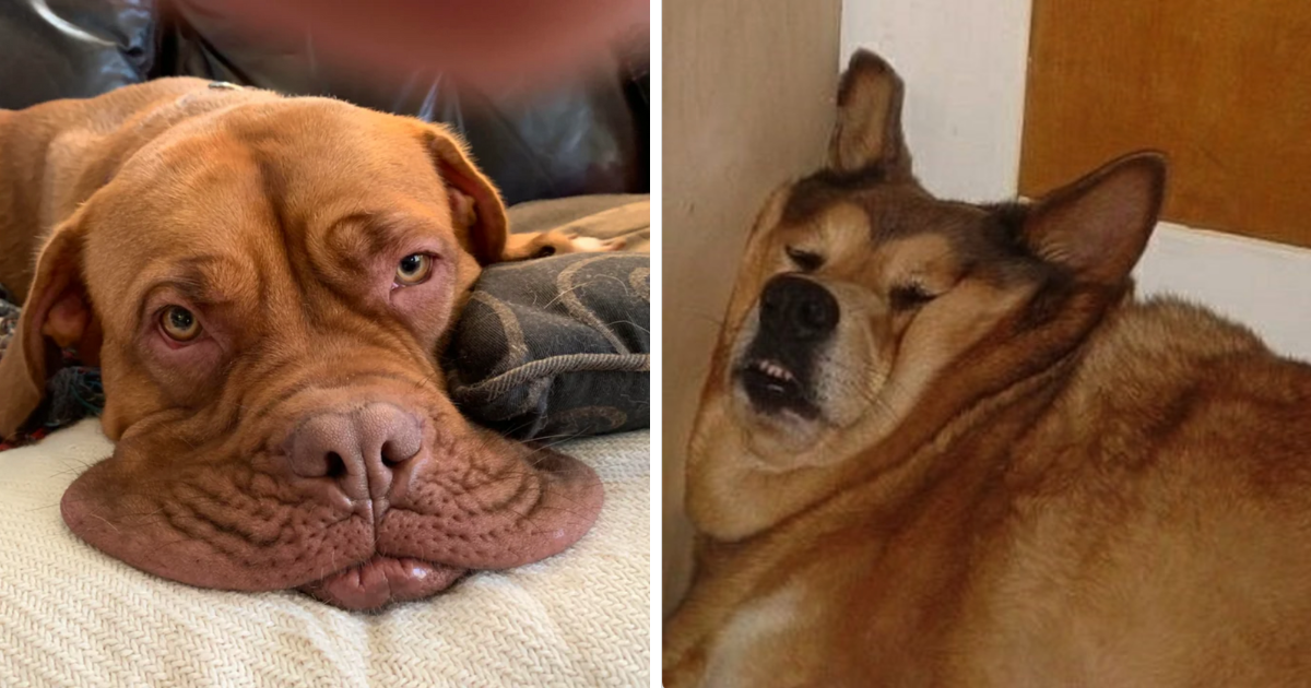 4 Easy Ways To Get Melted Dog Out Of Your Furniture This Summer ...