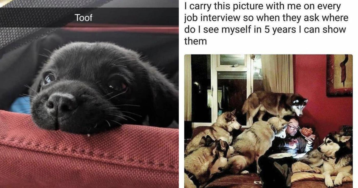 26 Wholesome Dog Memes to Make Your Tail Wag - Animal Comedy - Animal Comedy, funny animals ...