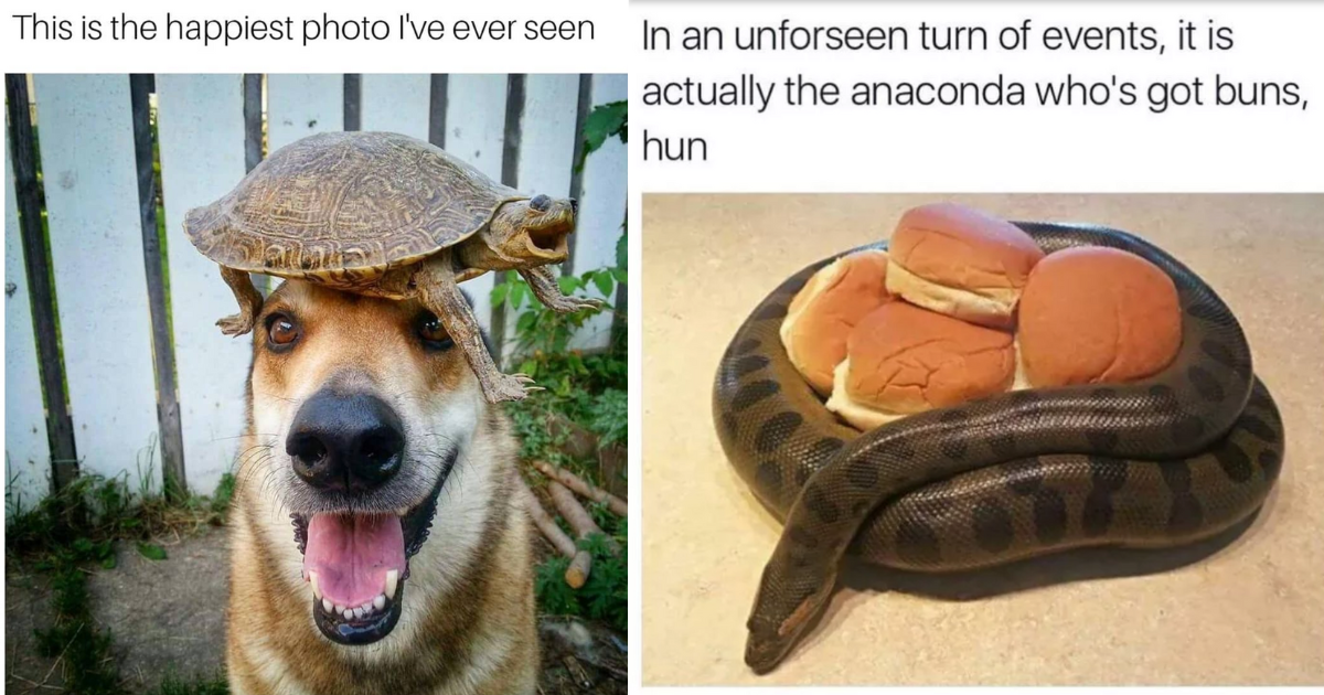 35 Hissterical And Barktasic Animal Memes To Get The Week Started Right ...
