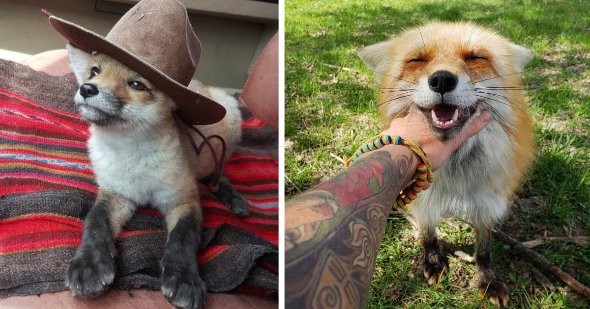 35+ Fantastic Photos Of Adorable Foxes Being Chill And Spreading ...