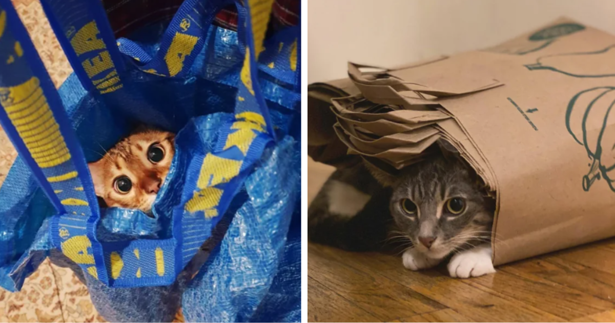 Reduce, Reuse, Recycle: 20 Purrfect Pics Of Adorable Cats Saving The ...